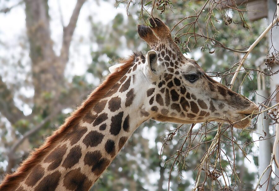 Masai giraffe at the San Diego Zoo Urban Jungle