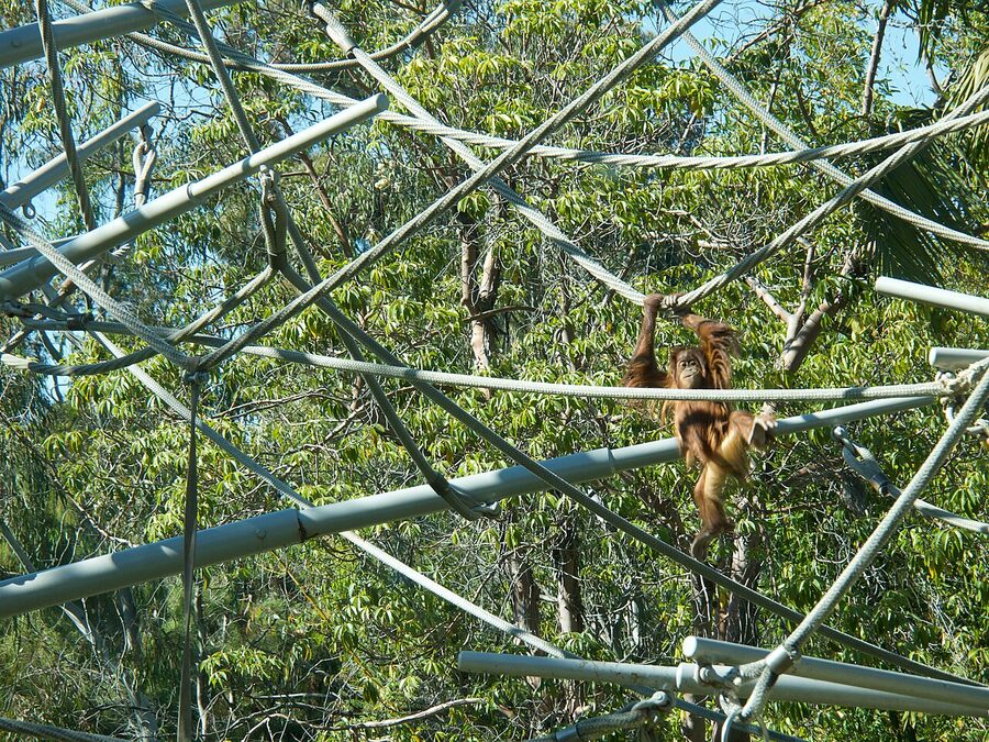 Orangutan climbing on a sunny day at the San Diego Zoo