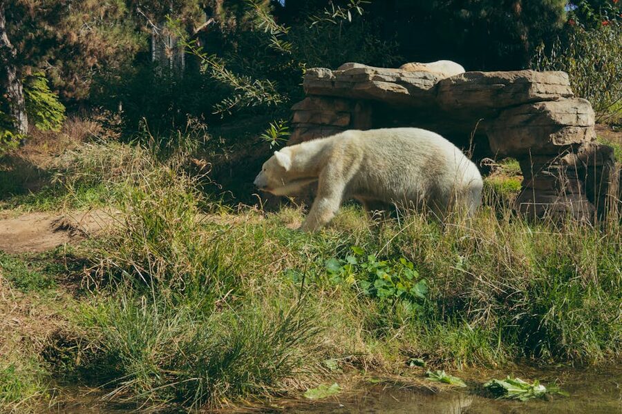 Polar bear walking across rocks in its San Diego Zoo habitat