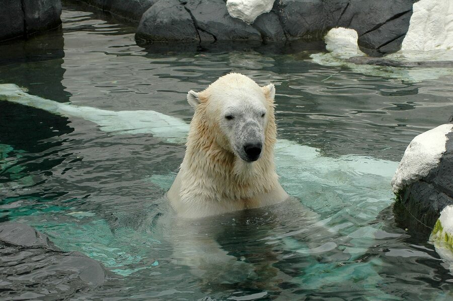 Polar bear at the San Diego Zoo