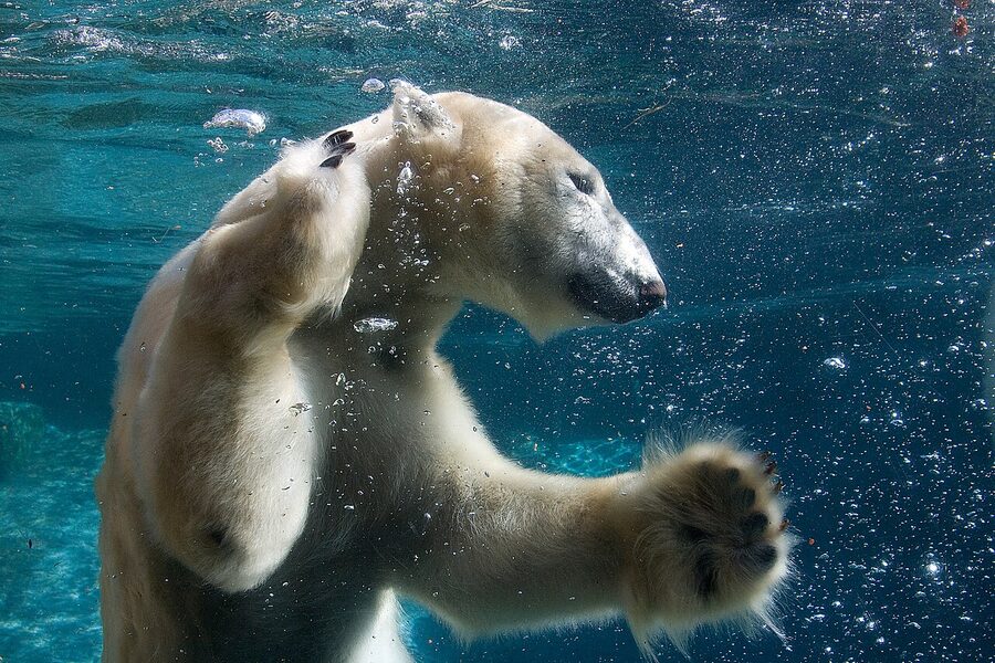 Polar bear swimming underwater at the San Diego Zoo Polar Bear Plunge