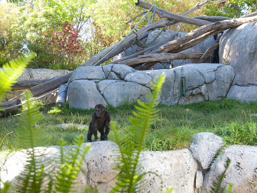 Pensive young gorilla at the San Diego Zoo