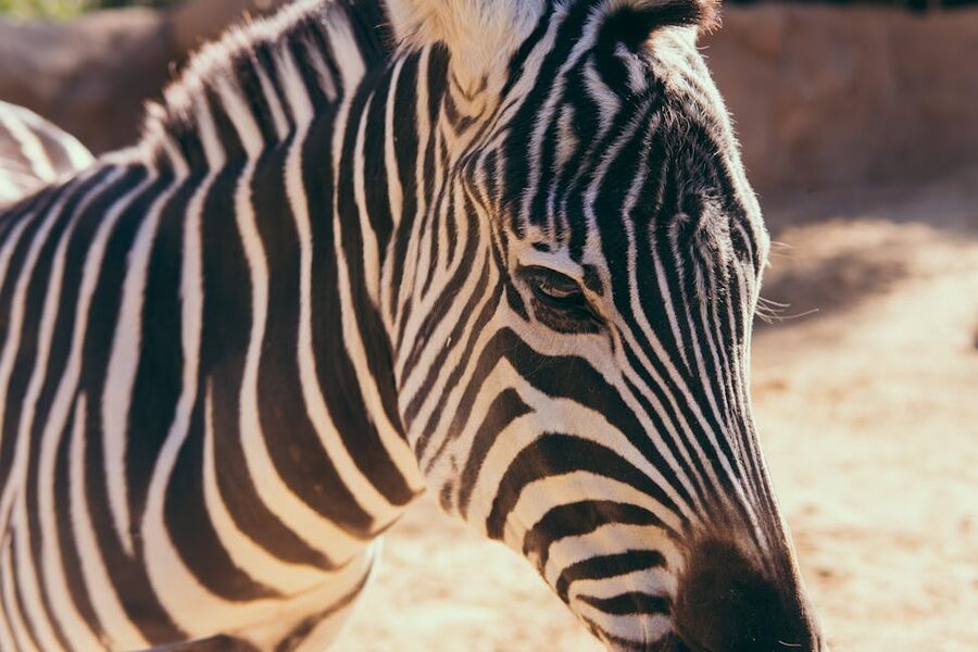 Close-up of a zebra at the San Diego Zoo