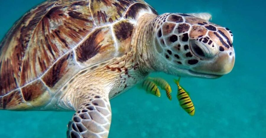 San Domino, Tremiti: guided snorkeling tour - Who Will Love This Tour?