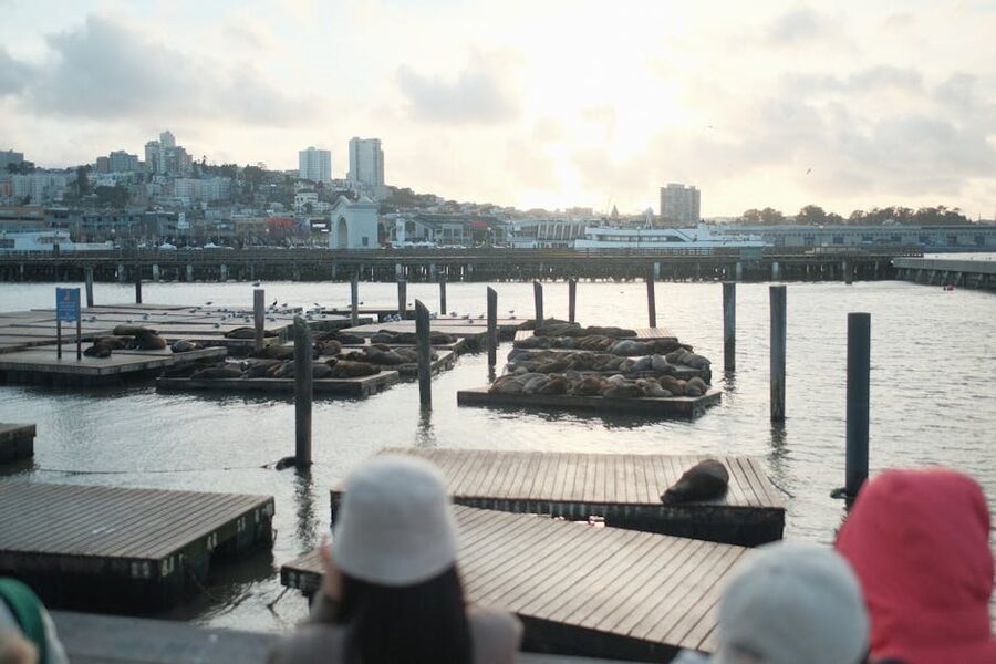 Sea lions basking on docks at sunset near Pier 39 San Francisco