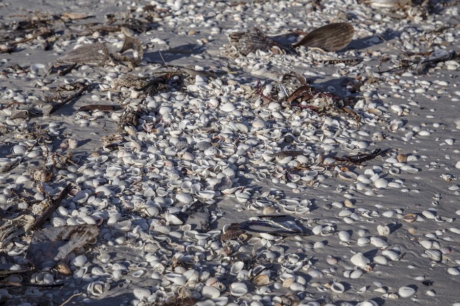 Scallop shell washed up on Sanibel Island beach