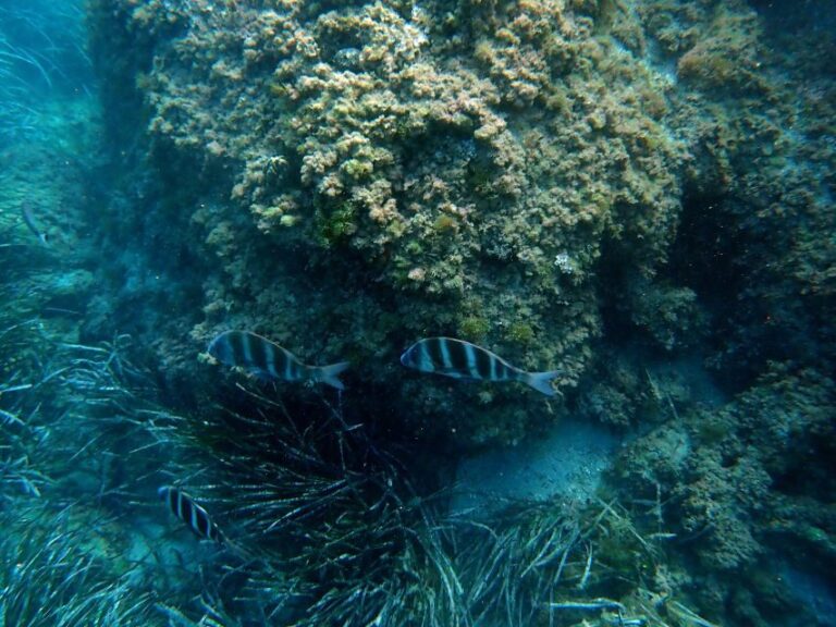 Santa Pola: 3-Hour Scuba Diving near Tabarca - Who Should Consider This Experience?