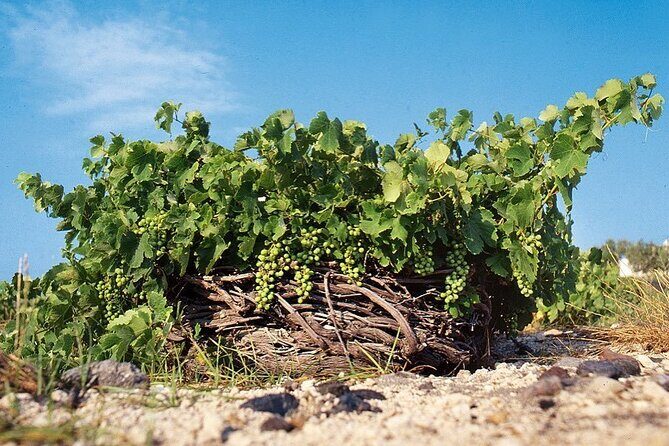 Santorini Private Highlights Tour & Wine Tasting with local guide - Final Thoughts