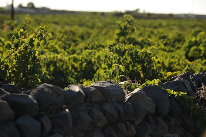 Santorini Private Wine Tour with Dinner & Oia Sunset - A Closer Look at the Itinerary