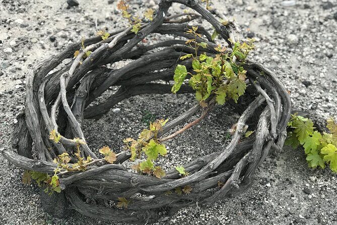 Santorini wine tasting and Traditional Cave Settlement Tour - Why This Tour Offers Good Value