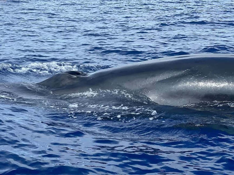 São Miguel, Azores: Whale and Dolphin Watching Tour - Who Is This Tour Best For?