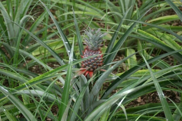 São Miguel Guided Tour to Volcano and Crater of Sete Cidades - Exploring the Itinerary in Detail