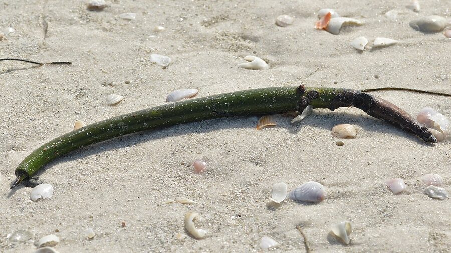 Close-up of Sarasota mangrove prop roots
