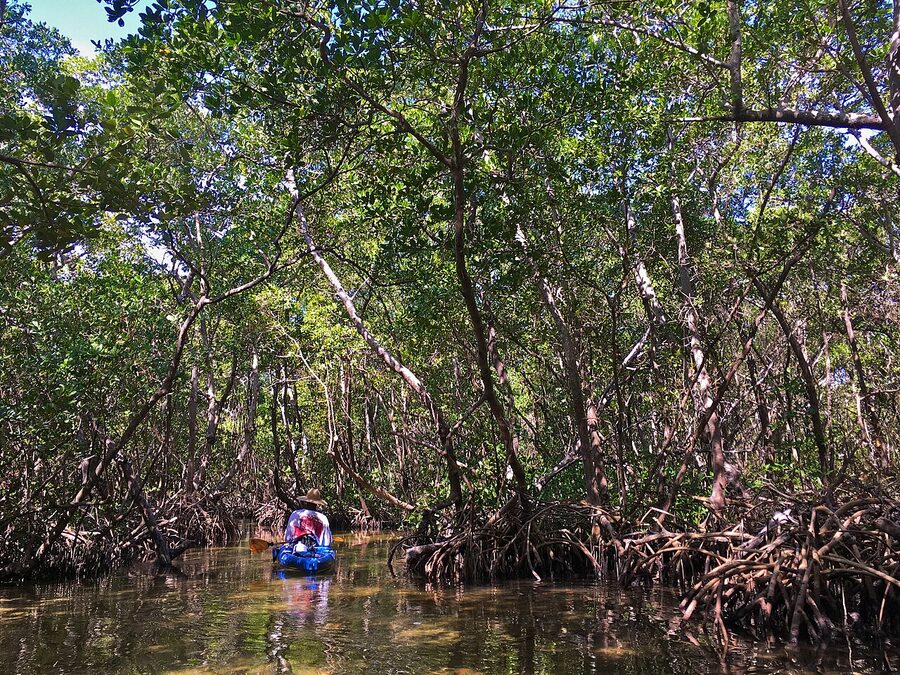 Red mangrove tunnel canopy in Sarasota Bay