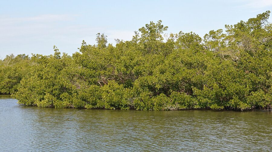 Rhizophora mangrove up close in Sarasota
