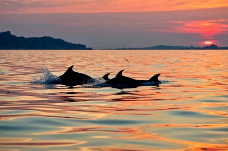 Sardinia: Sunset Kayak Tour + Snorkeling and Local Aperitif - Detailed Breakdown of the Itinerary