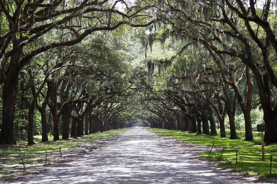 Oak tree avenue path Savannah Georgia atmospheric evening