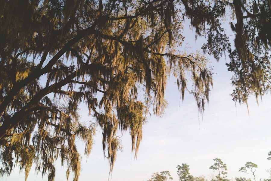 Spanish moss hanging from live oak trees in Savannah Georgia