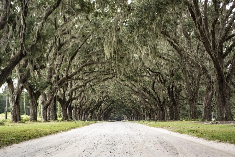 Georgia live oaks arching over a country road near Savannah