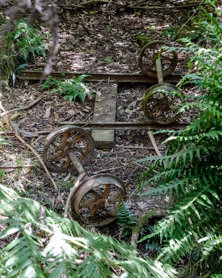 Scenic Walkway boardwalk through rainforest at Scenic World