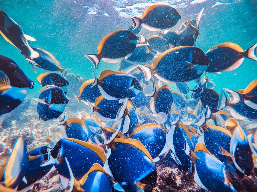 Vivid school of blue tropical fish swimming in clear ocean water