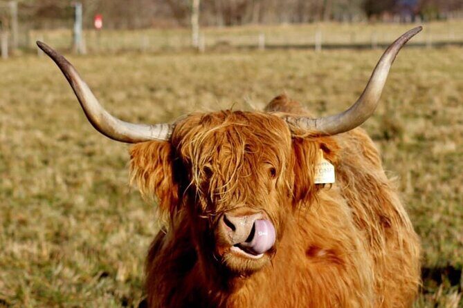 Scotland Lochs & Glens Day Tour - The Experience of Traveling in Style