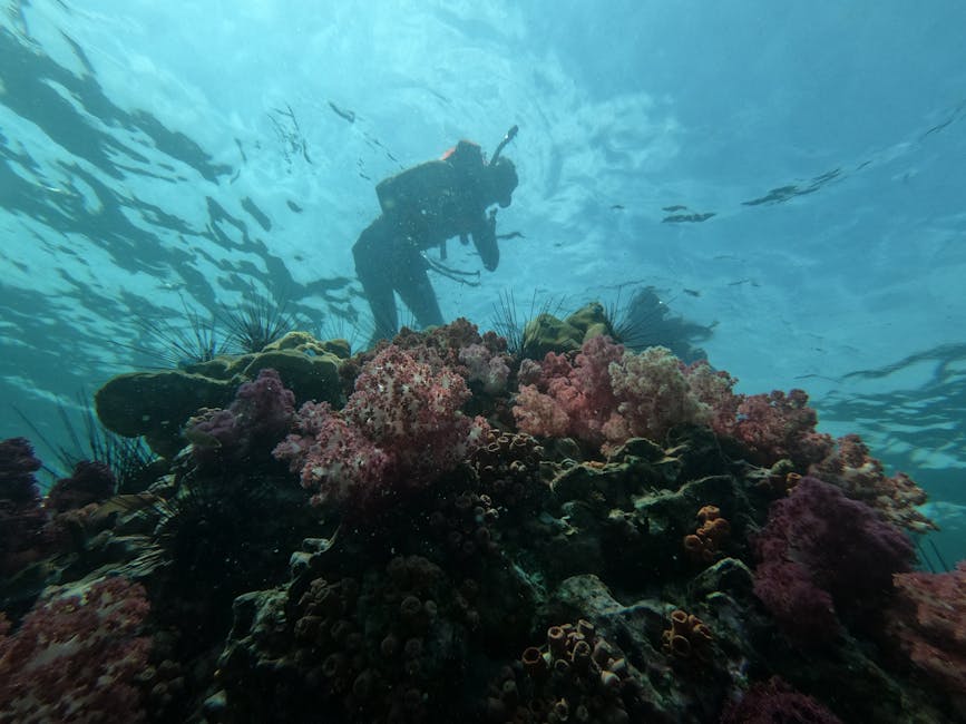 Scuba diver exploring coral on the Great Barrier Reef