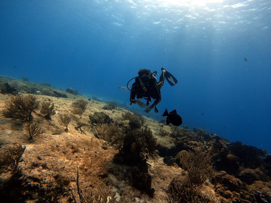 Scuba diver exploring marine life and coral reefs