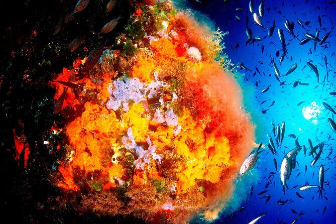 Scuba Diving Baptism and Snorkeling in Ibiza - Why the Location Matters