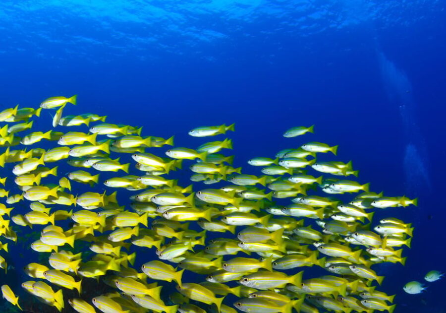 Scuba diving for beginners in crystal clear sea of Halkidiki - The Itinerary: What to Expect