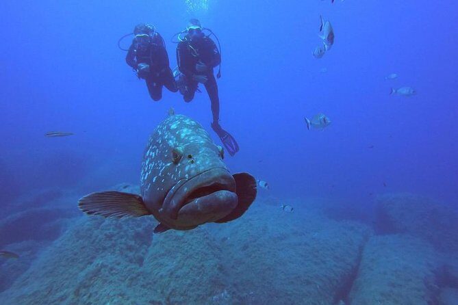 Scuba Diving in La Maddalena & Lavezzi Park for certified divers. - Who Should Consider This Tour?