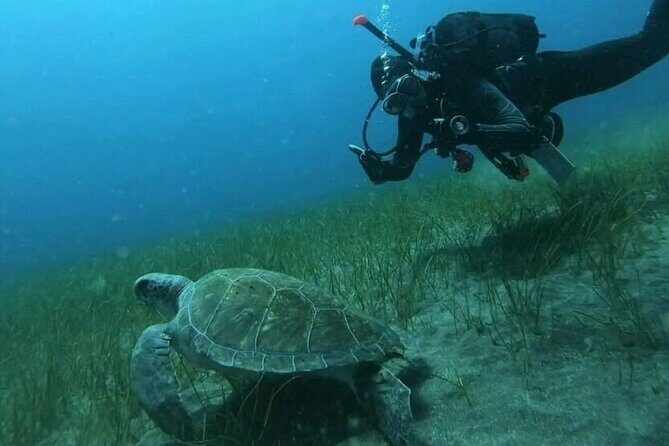 Scuba Diving in Turtle and Ray Area - Potential Considerations