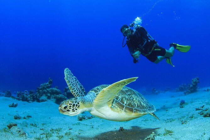 Scuba Diving Tour - Who Should Book This Tour?