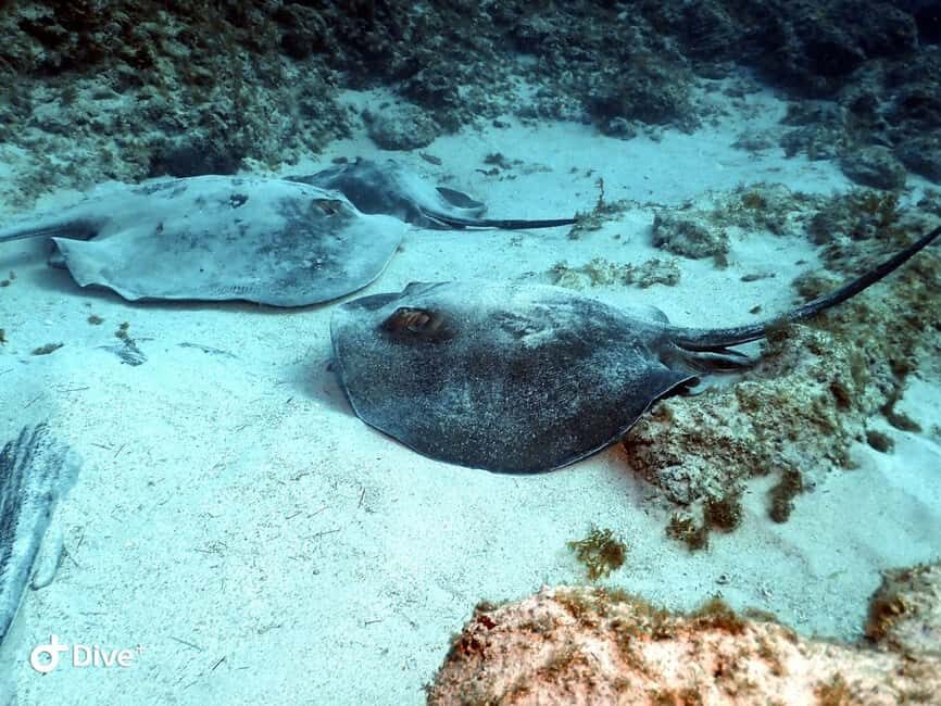 Scuba Diving trips for Certified Divers in Tenerife - The Dive Sites and Underwater Attractions