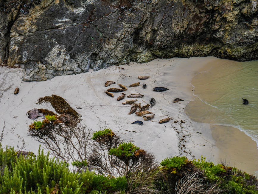 Sea lions lounging on the beach at Carmel-by-the-Sea