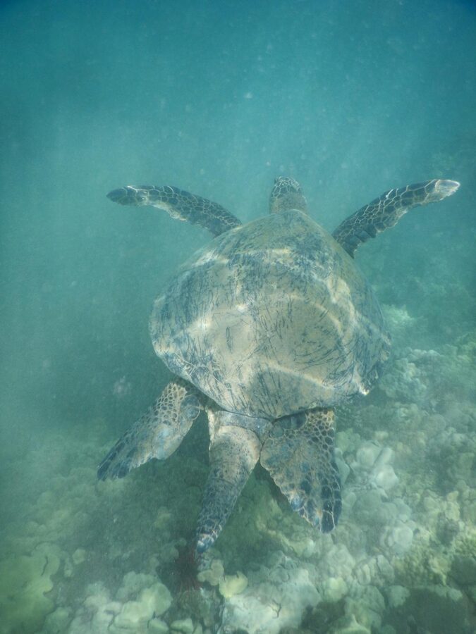 Sea turtle gliding through clear Hawaiian water underwater shot