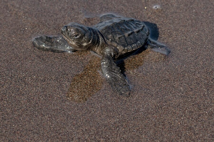 Sea turtle underwater in Mexico seen during snorkel stop