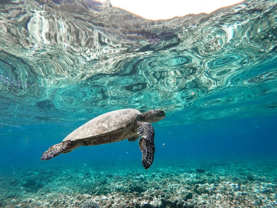 Sea turtle swimming underwater in clear Hawaiian waters