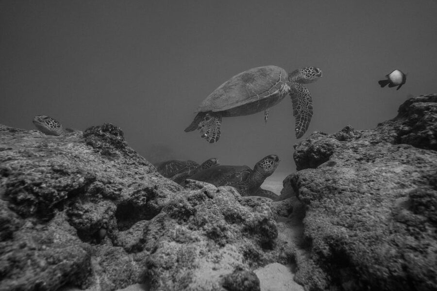 Sea turtles swimming among rocks in Hawaii underwater paradise