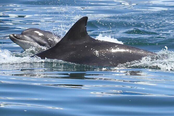 Seabird & Seal Farne Islands Cruise. 1.5 hours long. Departing from Seahouses. - Practical Details: What You Need to Know