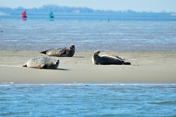 Seal Safari at UNESCO Site Waddensea from Amsterdam - The Itinerary Breakdown