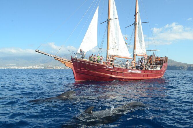 Sealife Dolphin & Whale Watching aboard Portuguese schooner - Practical Details and Tips