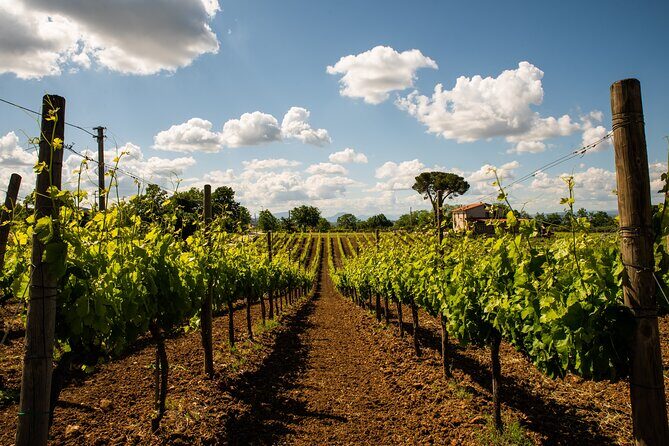 Sella delle Spine Taurasi: Tasting, Vineyard and Cellar Tour - Who Is This Tour Best For?