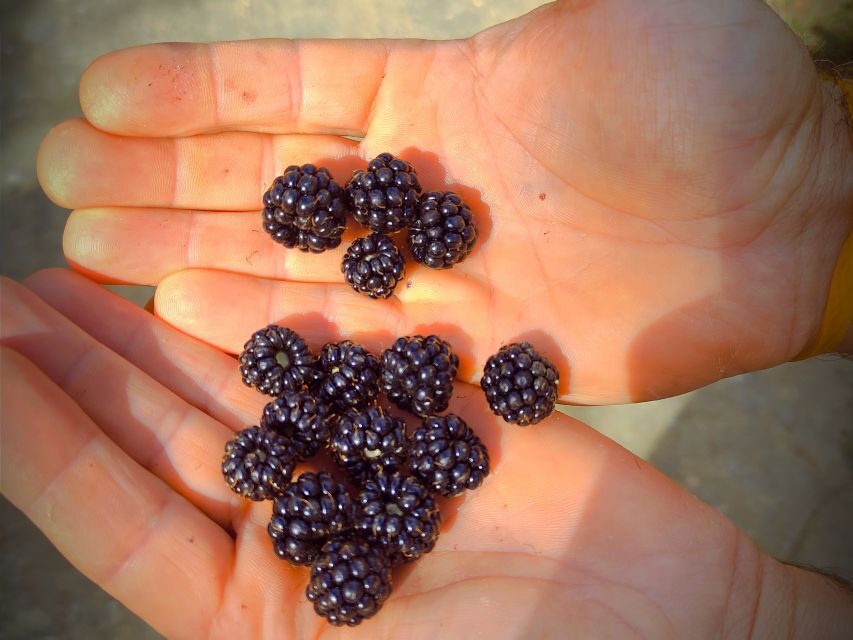 Serra de Monchique & Bravura Half Day Off-Road Day Trip - A Deep Dive into the Off-Road Adventure