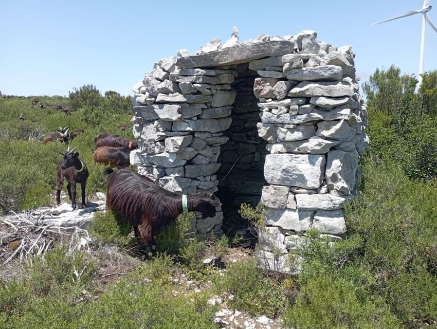 Serra dos Candeeiros : Shepherd for a morning - A Closer Look at the Experience