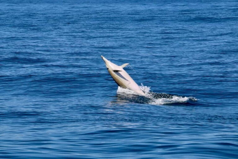 Sesimbra: Dolphin watching with marine biologist - Practical Details and Value