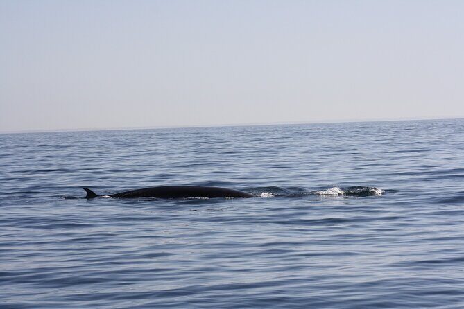Sesimbra Observation of Dolphins with Biologist in Marine Park - Final Thoughts: Is It Worth It?