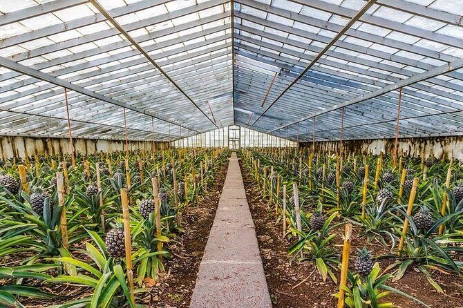 Sete Cidades / Lagoa do Fogo - Full Day Tour - What Reviewers Love Most