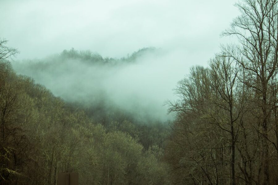 Foggy forest in Great Smoky Mountains National Park