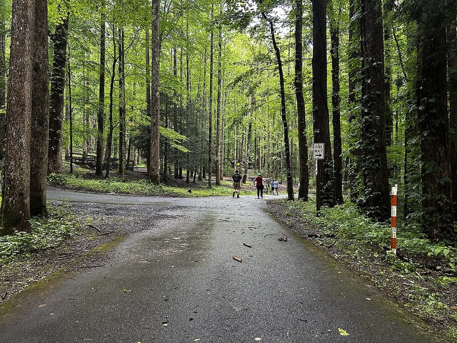 Road through Great Smoky Mountains National Park